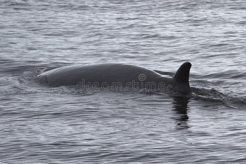 Zwergwal, Der in Antarktis Auftauchte Stockbild - Bild von schnee ...