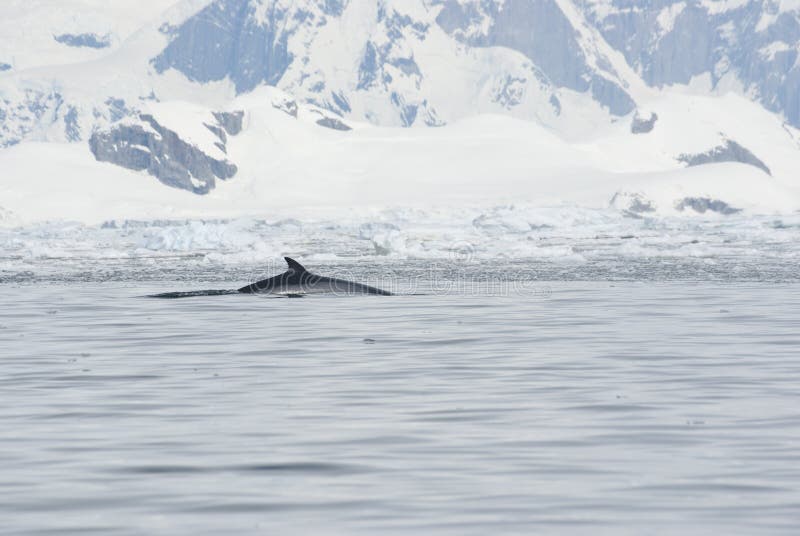 Zwergwal Im Antarktischen Wasser. Stockbild - Bild von frühling, nave ...