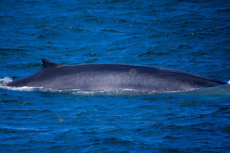Ein Zwergwal Unterseeisch, Antarktische Halbinsel Stockbild - Bild von ...