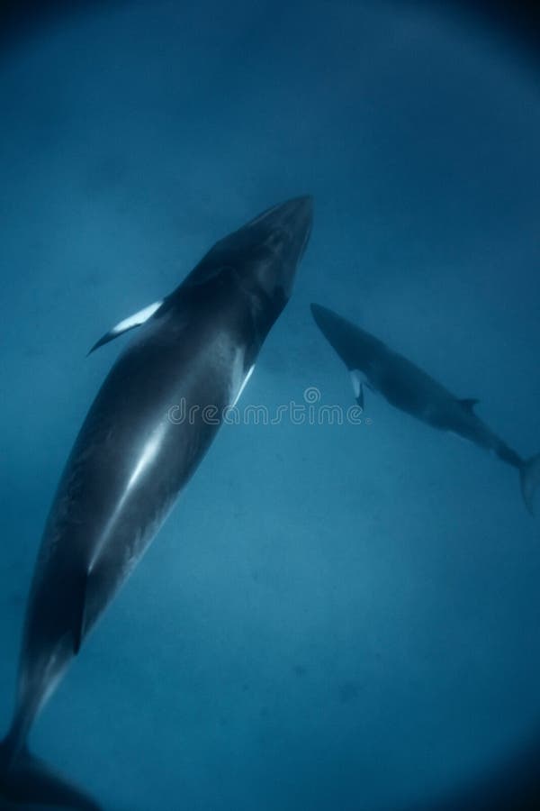 Zwergwal, Der in Antarktis Auftauchte Stockbild - Bild von schnee ...