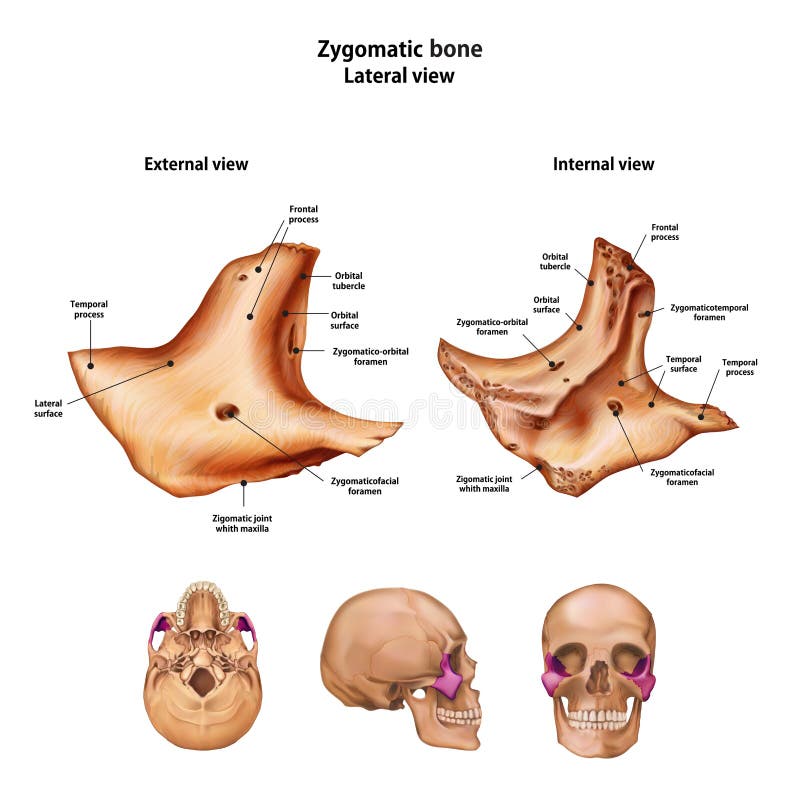 Zygomatic Bone. with the Name and Description of All Sites Stock ...