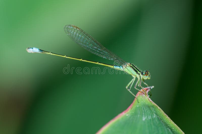 Zygoptera imagen de archivo. Imagen de ojos, humedal - 39993403