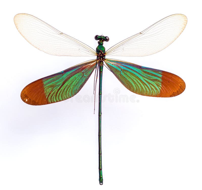 Zygoptera imagen de archivo. Imagen de casa, completo - 41895801