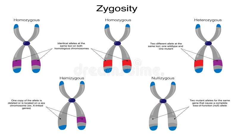 Heterozygous Chromosome Stock Illustrations – 56 Heterozygous ...