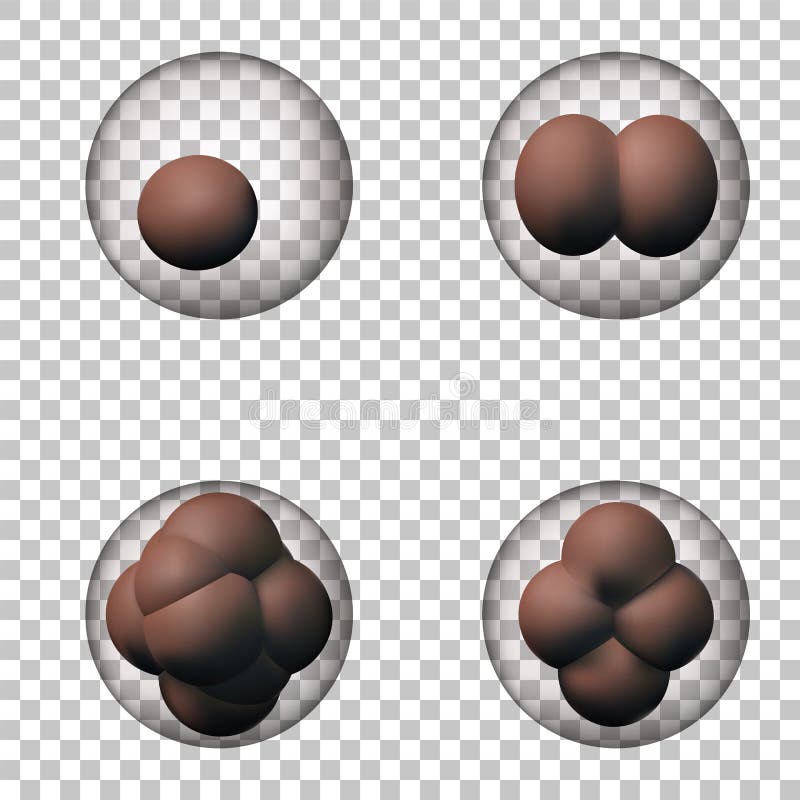 Set the Zygote Human. Laboratory the Microbiology Embryo. Development ...