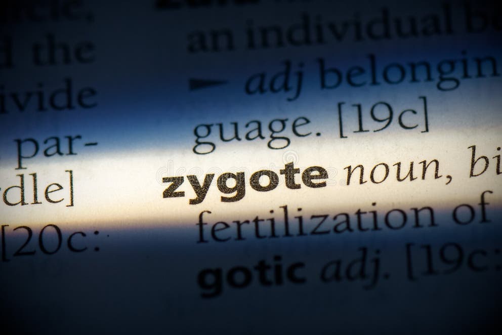 Zygote stock photo. Image of definition, english, learn - 161576272