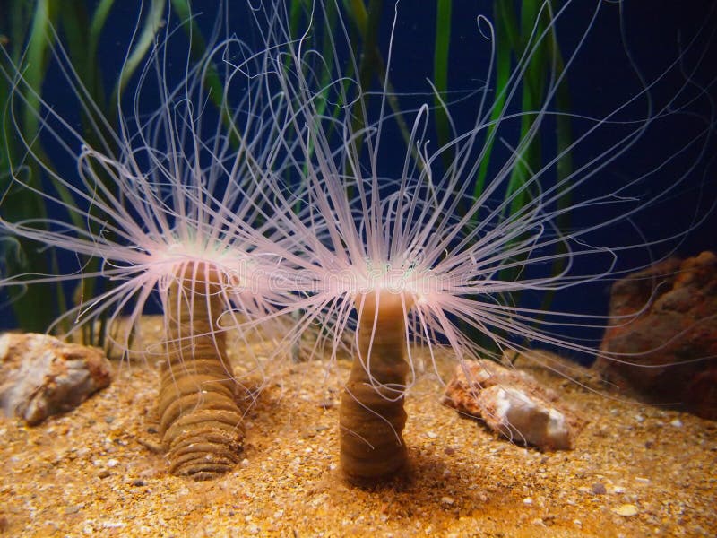 Zylinderrose, Cerianthus-membranaceus Stockbild - Bild von tentakel ...