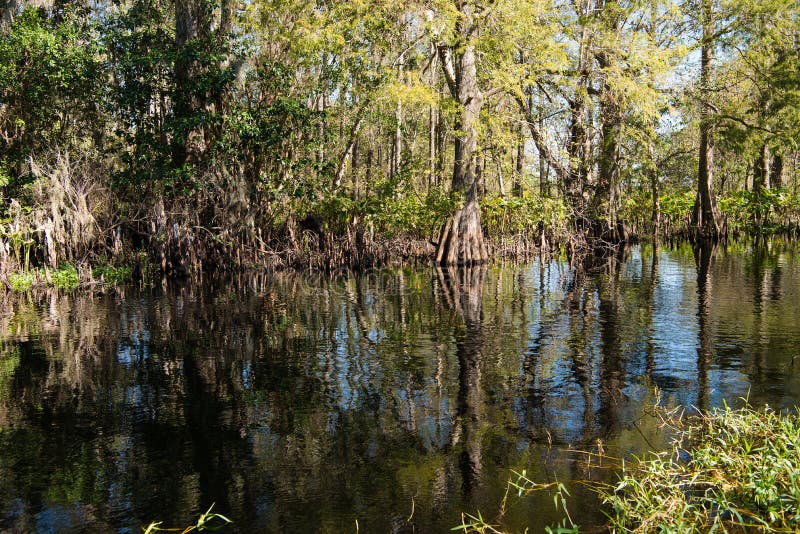 Florida-Sumpflandschaft Mit Zypresse Stockbild - Bild von florida ...