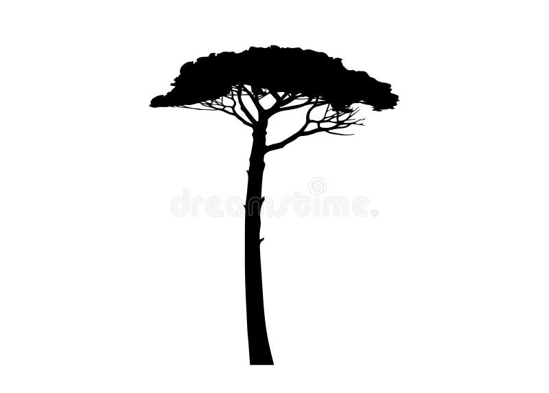 Maritime Pine Tree, Pinus Pinaster Mediterranean Plant, Vector Isolated ...