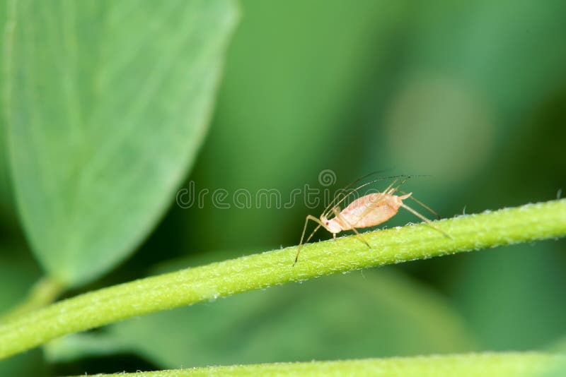 5,467 Afido Fotos - Libres de Derechos y Gratuitas de Dreamstime 5,467 Afido Fotos - Libres de Derechos y Gratuitas de Dreamstime