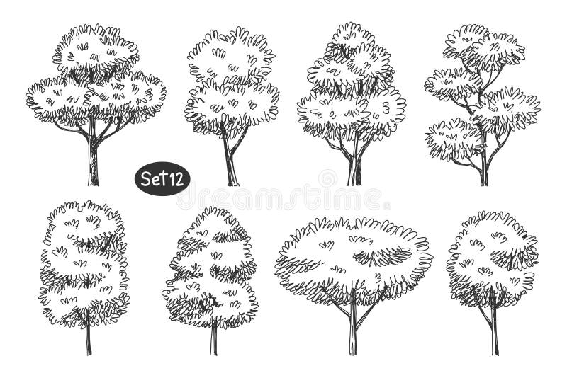 árbol Bosquejo Dibujado A Mano Arquitecto Ilustración Del Vector