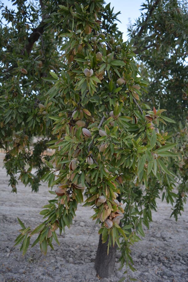 Árbol De Almendra En Una Huerta, Cubierta En Almendras Imagen de archivo - Imagen de tuercas ...