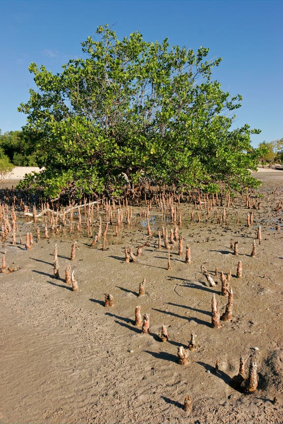 Árbol del mangle imagen de archivo. Imagen de ramificaciones - 24750665