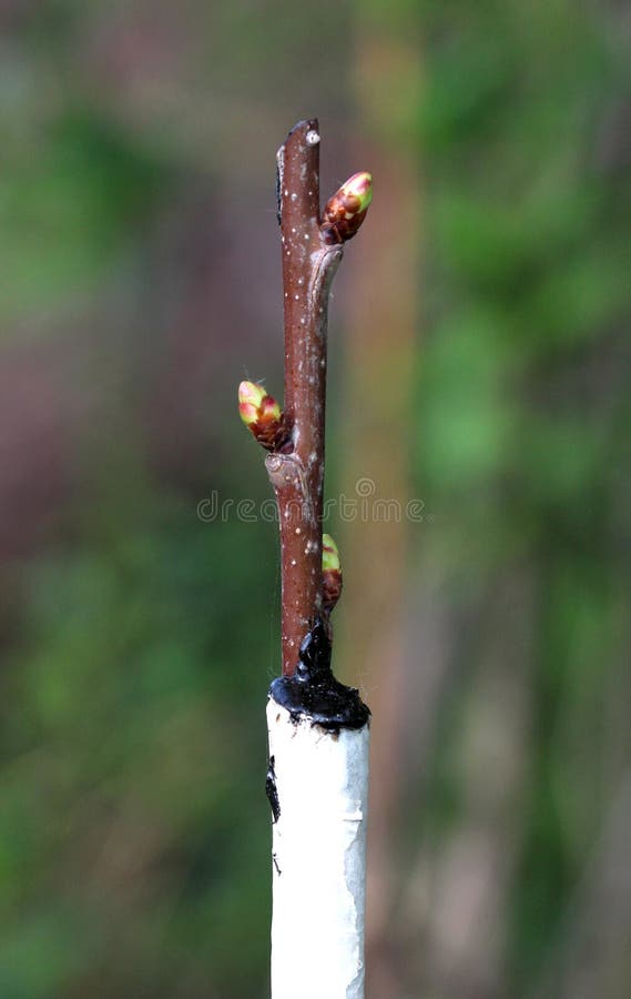 Árbol Frutal Injertado En Una Huerta Imagen de archivo - Imagen de ...