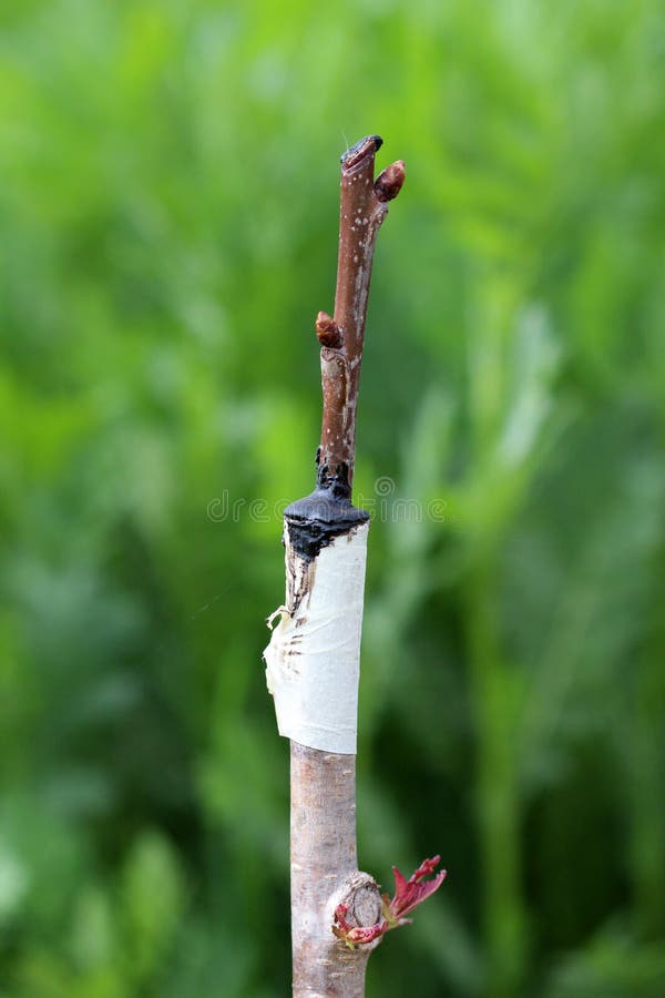 Árbol Frutal Injertado En Una Huerta Imagen de archivo - Imagen de ...