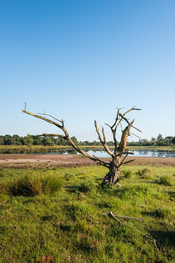 El árbol Muerto Con Las Ramas Desnudas Miente Como Un Esqueleto En ... El árbol Muerto Con Las Ramas Desnudas Miente Como Un Esqueleto En ...