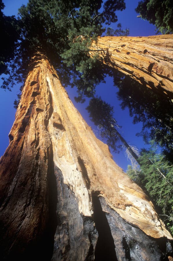Secoya Gigante En Sherman Grove Imagen de archivo - Imagen de general ... Secoya Gigante En Sherman Grove Imagen de archivo - Imagen de general ...