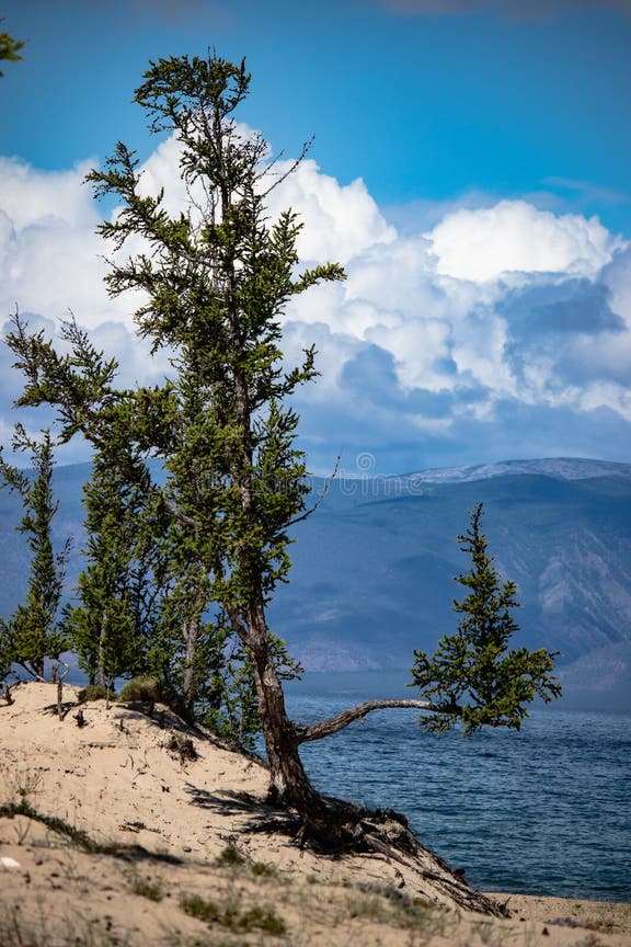 árboles del lago baika foto de archivo. Imagen de yermo - 203979712