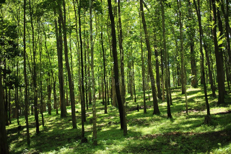 Árboles y bosques verdes foto de archivo. Imagen de fondos - 81448310