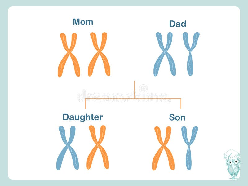 Duplicated Homologous Chromosomes Pair And Crossing-over Stock Vector ... Duplicated Homologous Chromosomes Pair And Crossing-over Stock Vector ...
