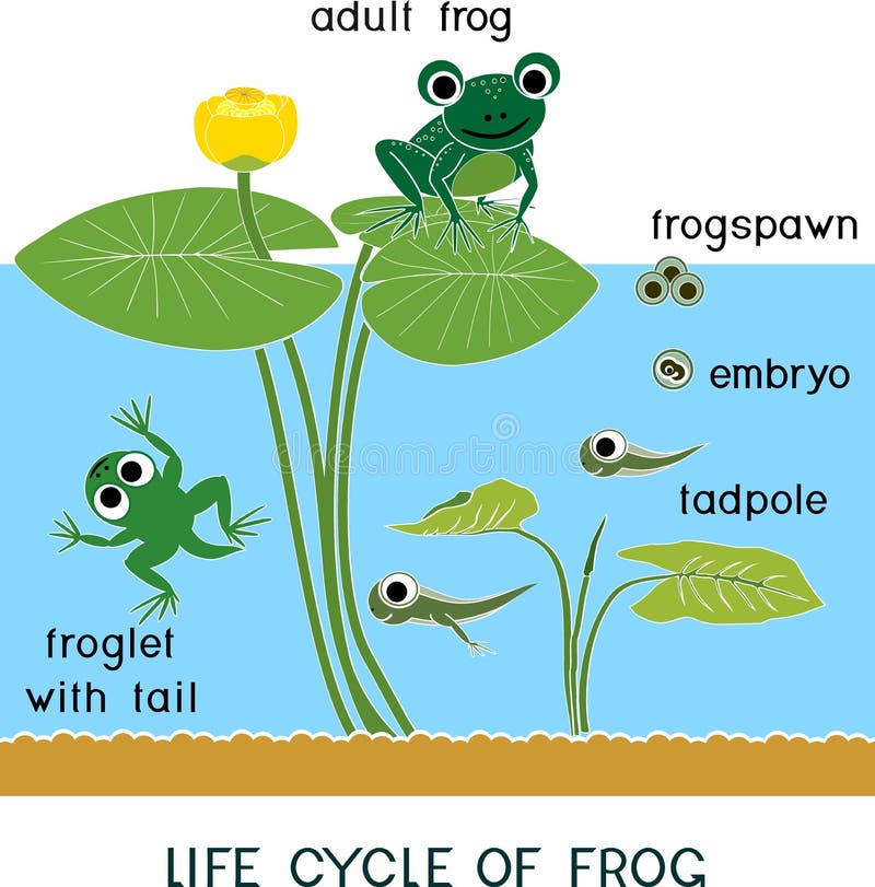 Frogspawn Clipart Flower