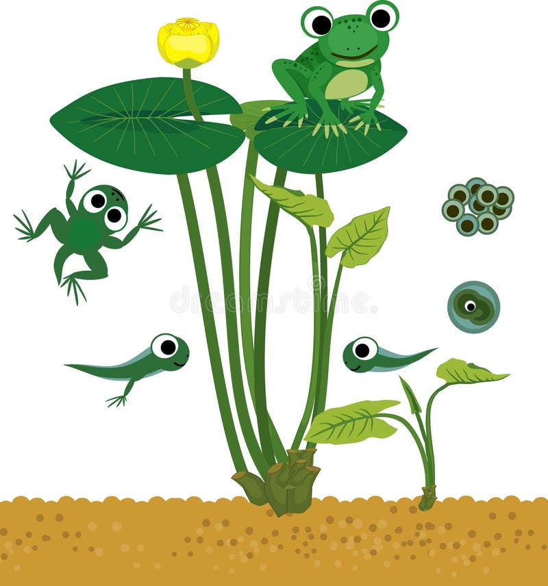 Frogspawn Clipart Flower