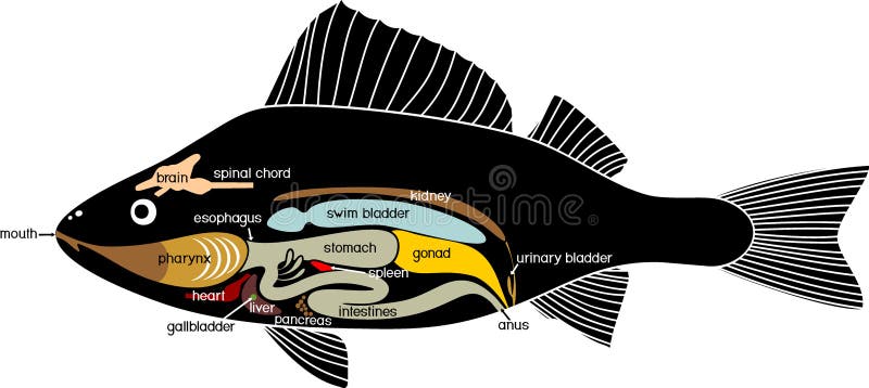 Perch Stomach