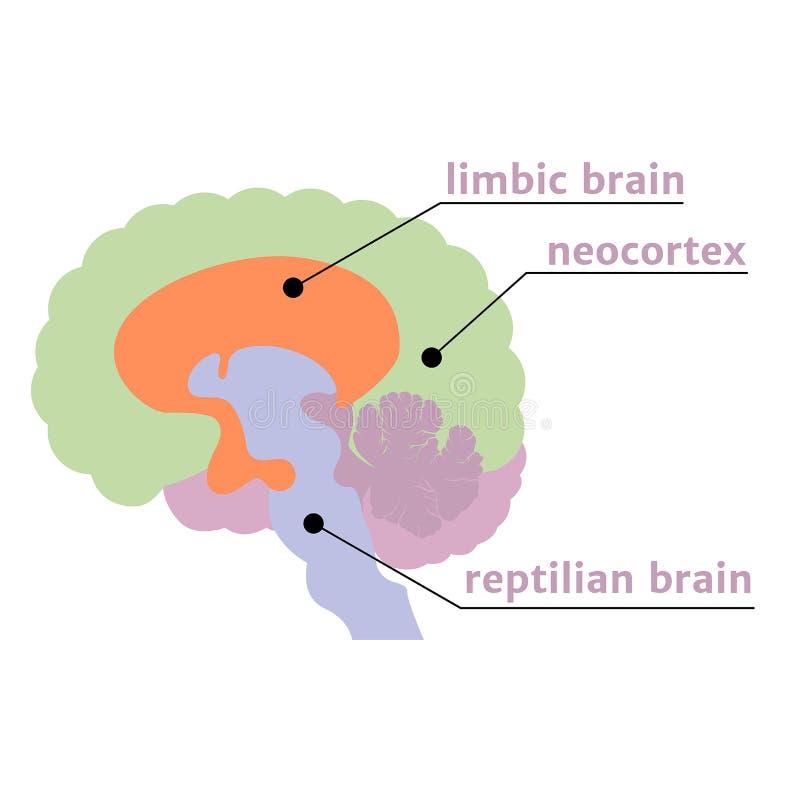 Brain Neocortex Limbic Reptilian Stock Illustrations – 11 Brain ...