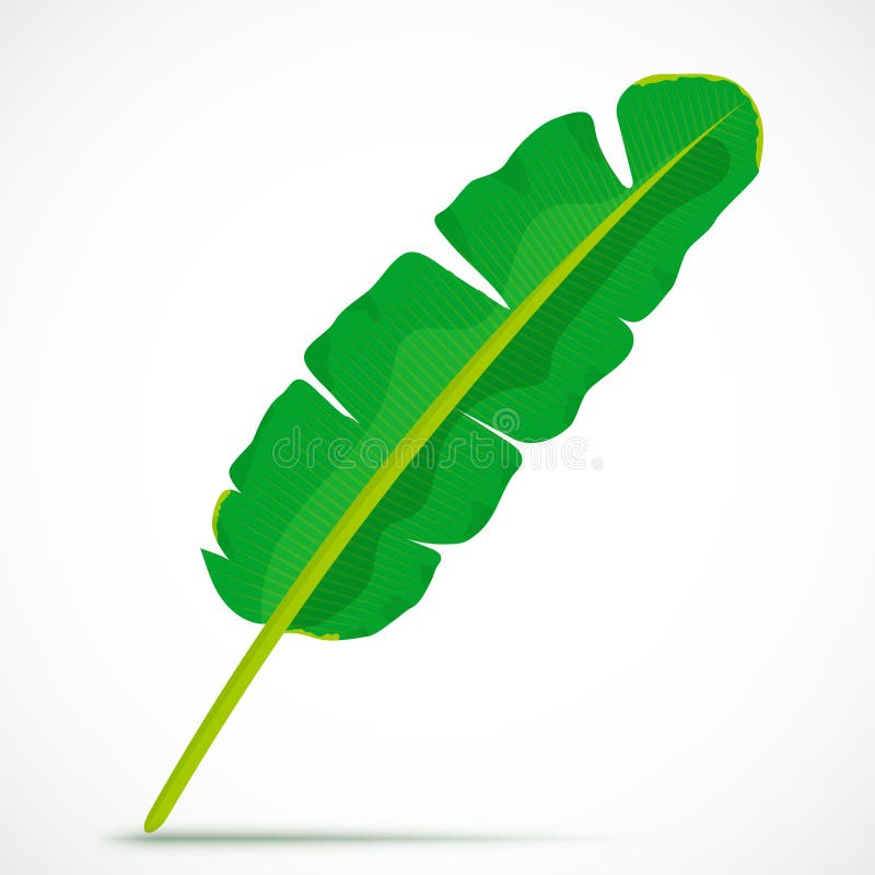 One Line Drawing Banana Leaf Continuous Line Exotic Tropical Plant