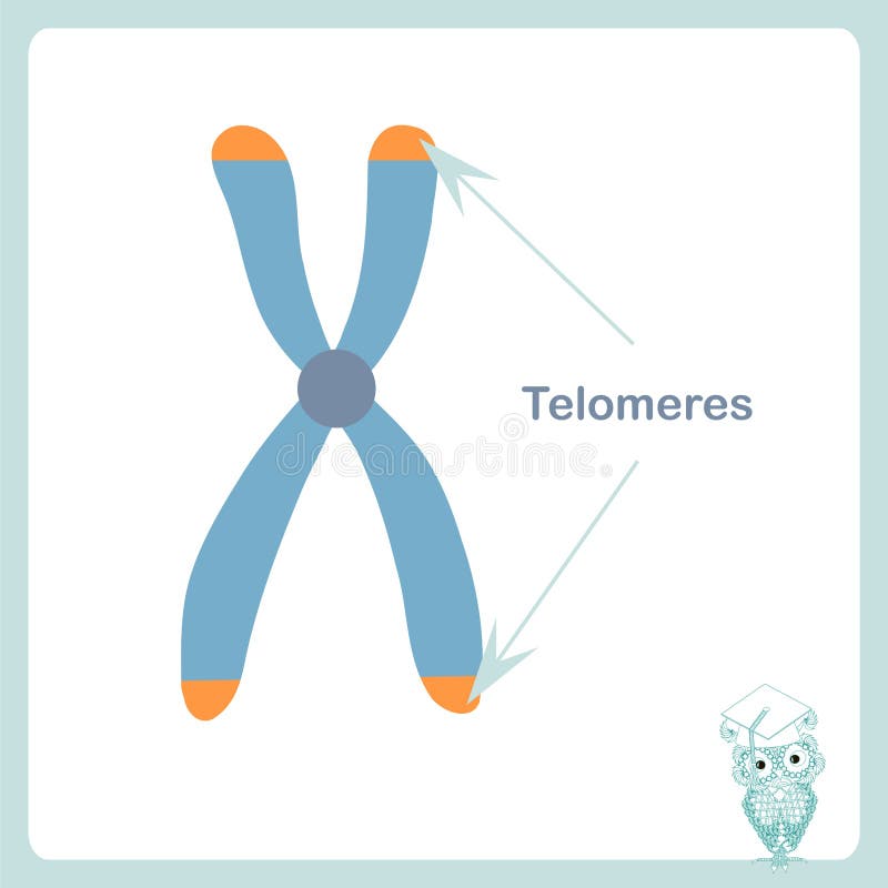 Telomeres Banner Stock Illustrations – 3 Telomeres Banner Stock ... Telomeres Banner Stock Illustrations – 3 Telomeres Banner Stock ...