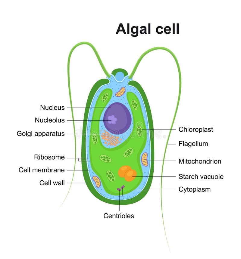 Chapter 19 Algae And The Origin Of Eukaryotic Cells