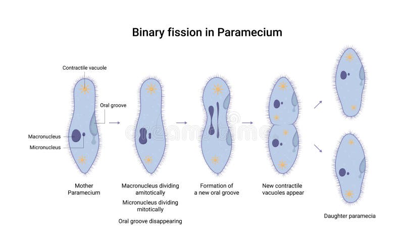 Binary Fission Diagram Difference Between Binary Fission And