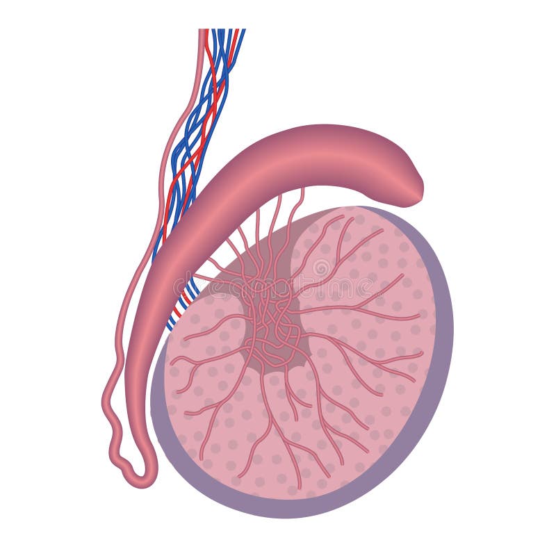 Anatomy Of The Male Testicle Reproductive System Stock Vector