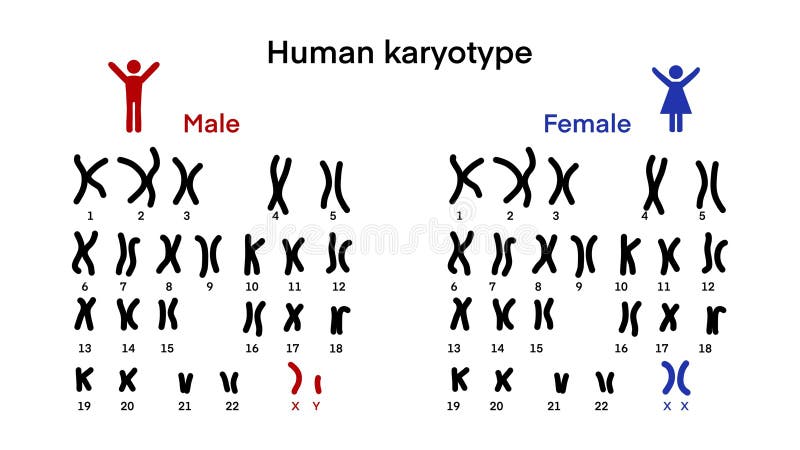 Women Chromosomes Vs Men Stock Photos - Free & Royalty-Free Stock Photos from Dreamstime