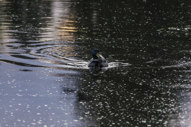 在河的鸭子 库存图片. 图片 包括有 通知, 绿色, 室外, 蓝色, 水平, 野鸭, 敌意, 自然, 波纹 - 118329239