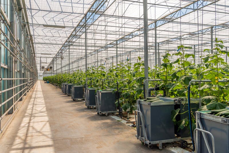 在温室走廊里全装小推车 库存照片. 图片 包括有 上升, 国家（地区）, 单作, 灰色, 行业, 开花 - 265041276