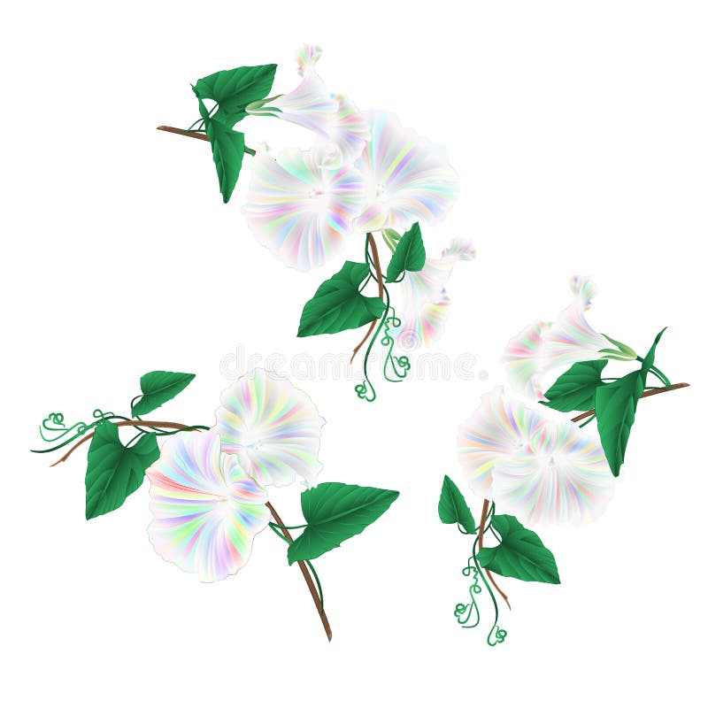 牵牛花蓝色春天花传染媒介 向量例证 插画 包括有 工厂 通配 杂草 例证 设计 黏合剂 绿色 74239848