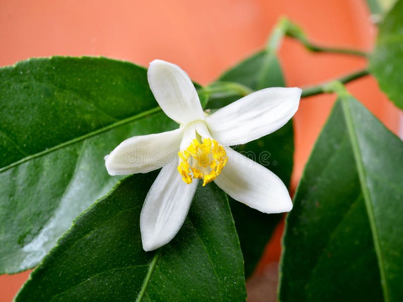 柠檬树花，柑橘花 库存图片. 图片 包括有 新鲜, 有机, 橙色, 下落, 室外, 开花, 背包, 植物群 - 166567345