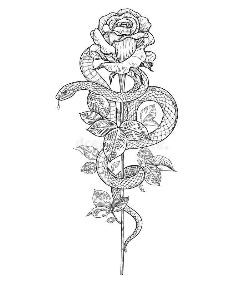 矢量扭曲的蛇和玫瑰花 向量例证 插画 包括有 本质 减速火箭 投反对票 贴纸 线性 刻记 图象 192825492