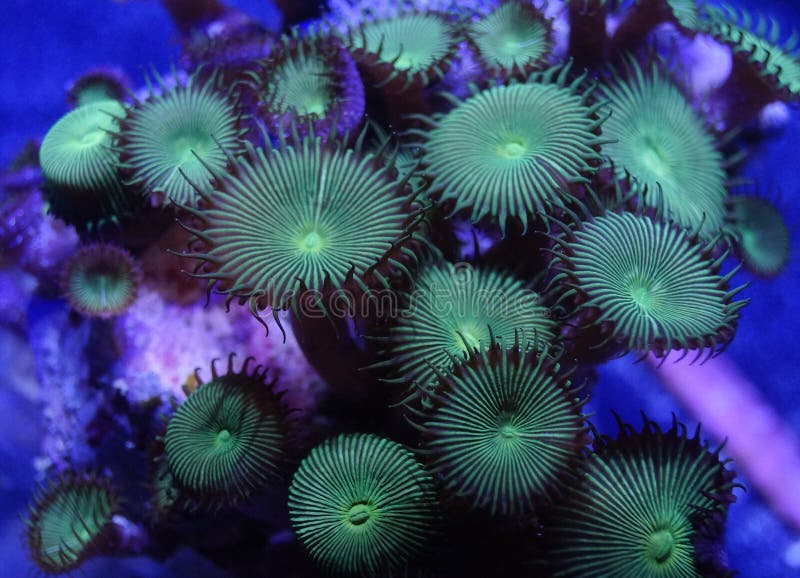 绿色按钮珊瑚 库存图片. 图片 包括有 珊瑚, 按钮, 水下, 绿色, 详细资料 - 77048627