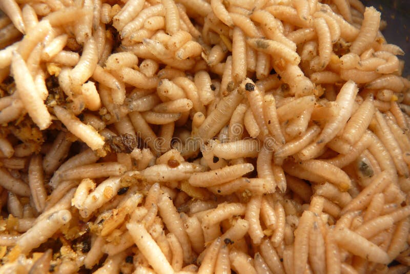 Images of 蛆 - JapaneseClass.jp