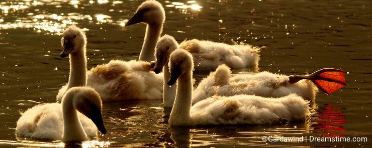 The swans Gang... - Dreamstime
