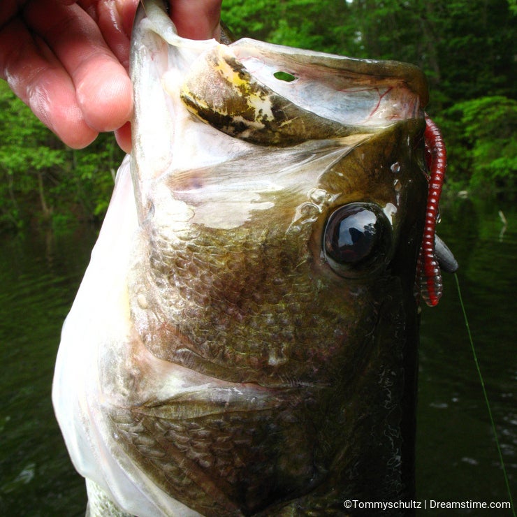 Trophy Fish Photos - Dreamstime