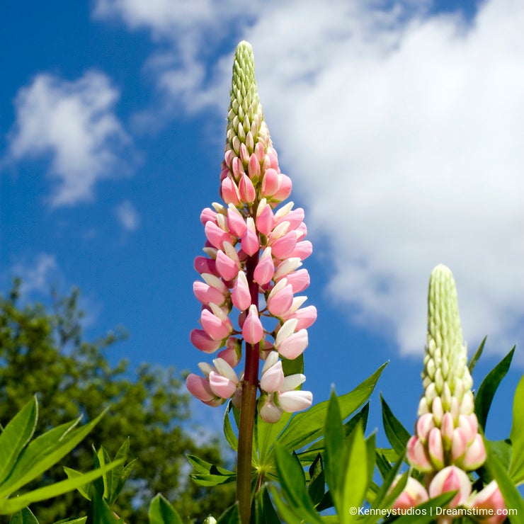 Beautiful flower - Dreamstime