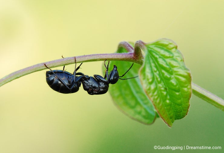 Love insect - Dreamstime
