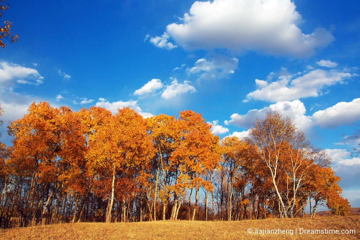 The beautiful autumn of Bashang - Dreamstime