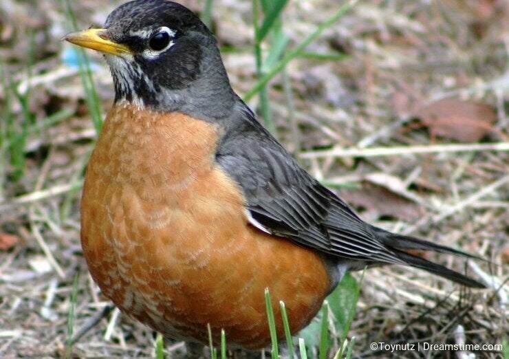 Common Robin Often Overlooked - Dreamstime