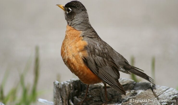 Common Robin Often Overlooked - Dreamstime