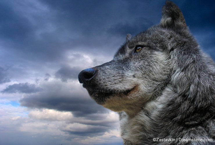 Wolves in Dreamstime - Dreamstime