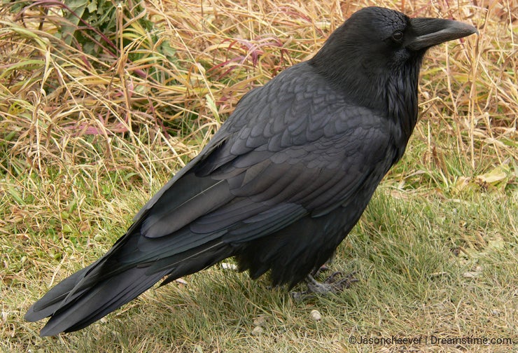 Carrion Birds: Avian Janitors - Dreamstime